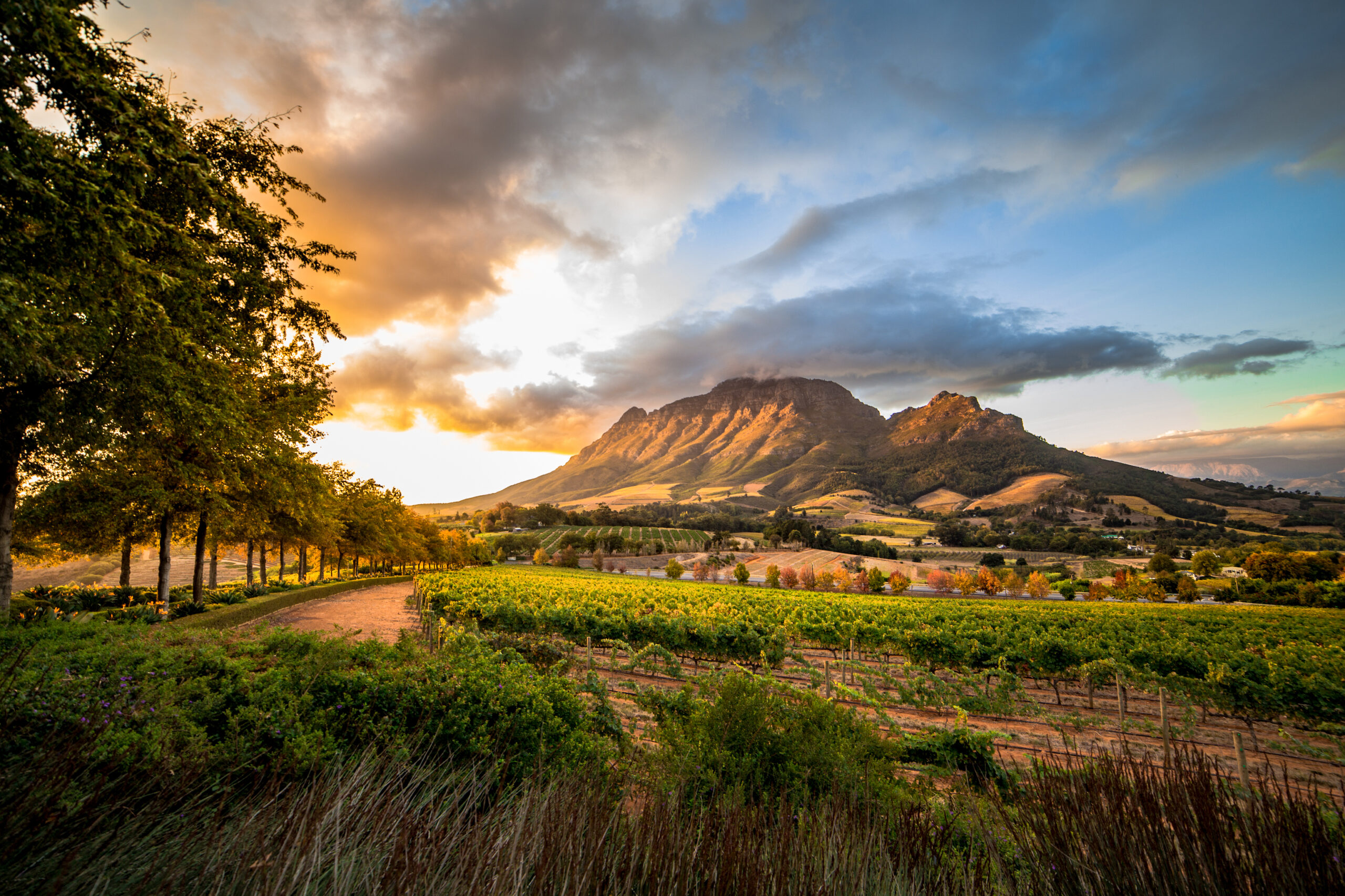 Stellenbosch - Distincte